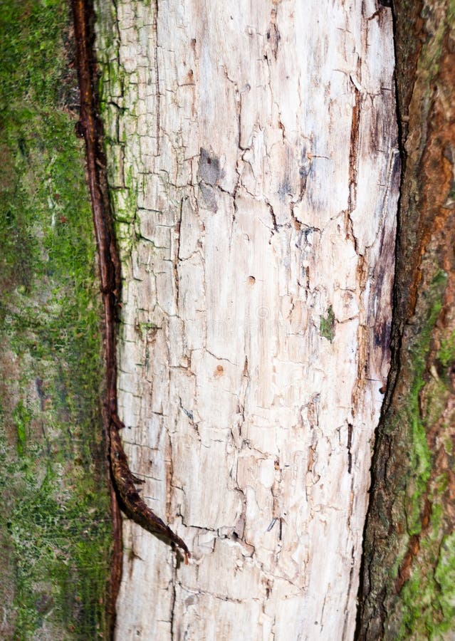 Inside of an oak bark stock photo. Image of texture, vermin - 20194880