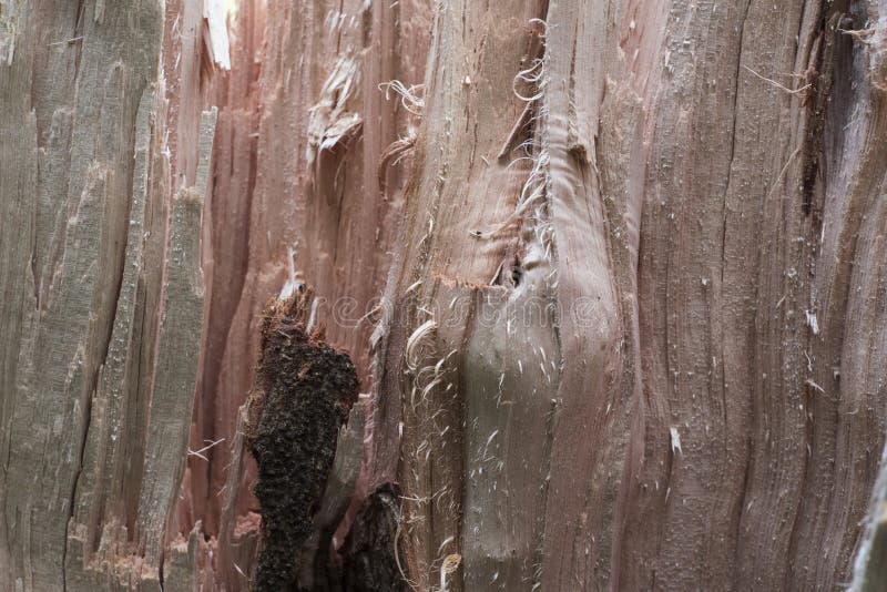 Close-up of Inside a Tropical Tree`s Trunk in Asia Stock Image - Image ...