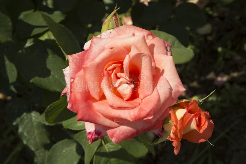 Close-up: Intense Pink Giant Starshaped Rose Stock Image - Image of ...