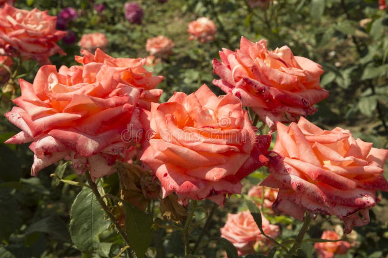 Close-up: Intense Pink Giant Starshaped Roses Stock Image - Image of ...
