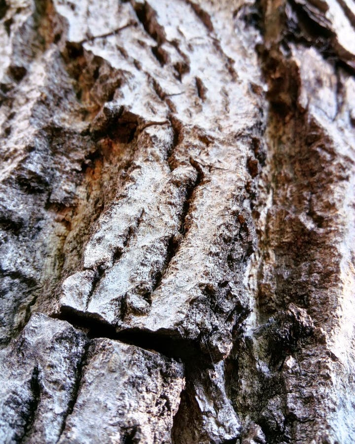 Interesting Shape of Tree Bark Stock Image - Image of interesting, wood ...