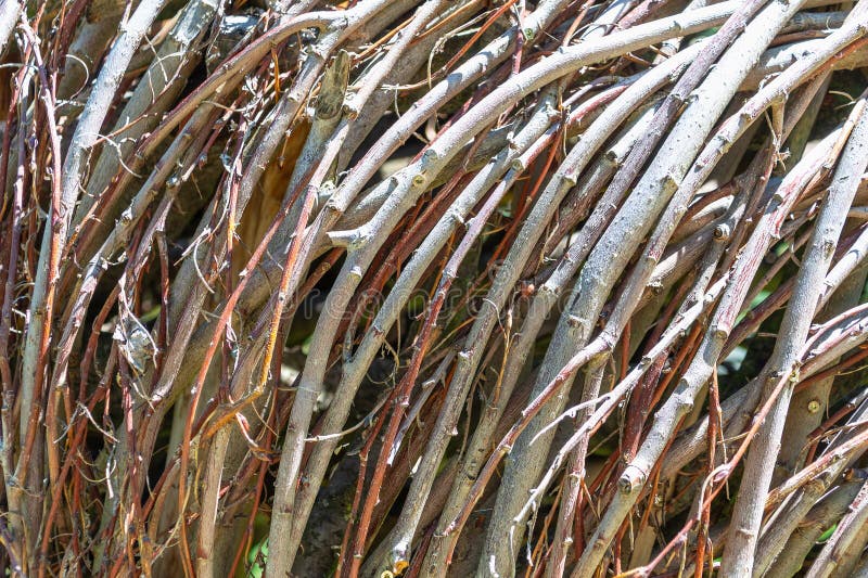 Close-up of Interwoven Tree Branches in Natural Setting Stock Photo ...
