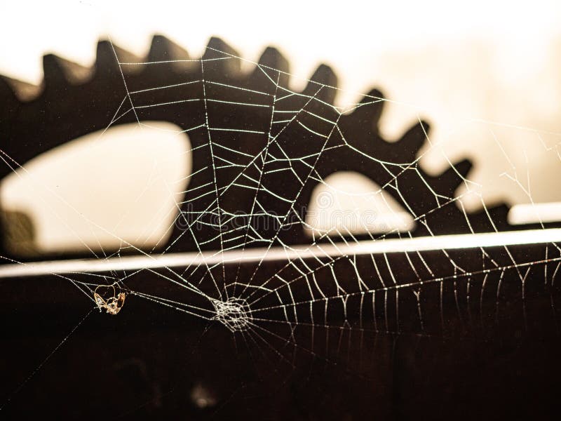 Clock Spider Urban Legend