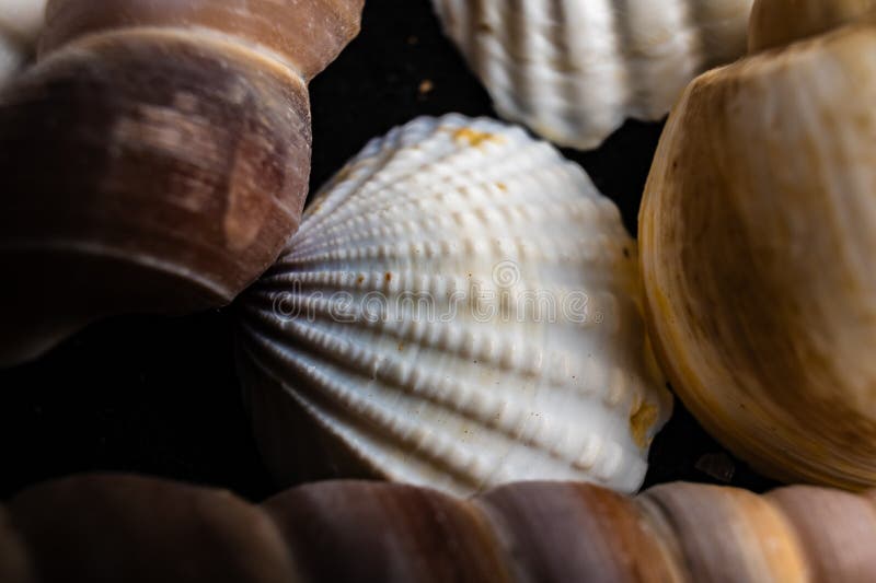 Close-up of Intricate Shell Details Highlighting Textures Against a ...