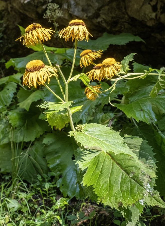 Close-up on Inula Helenium stock photo. Image of inula - 329664020
