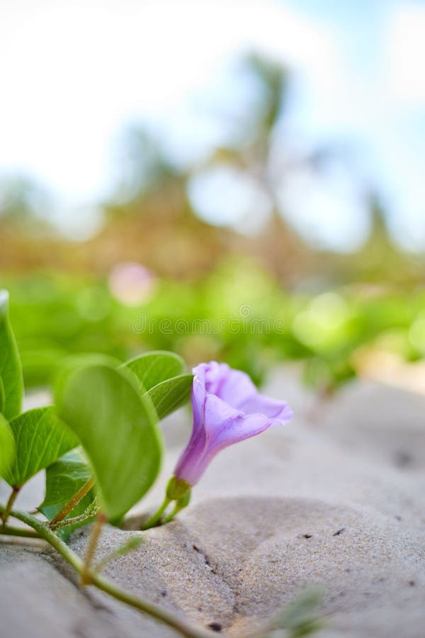 Close-up of an Ipomoea Pes-caprae Flower in the Sand Stock Image ...