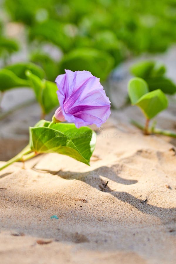 Close-up of an Ipomoea Pes-caprae Flower in the Sand Stock Photo ...