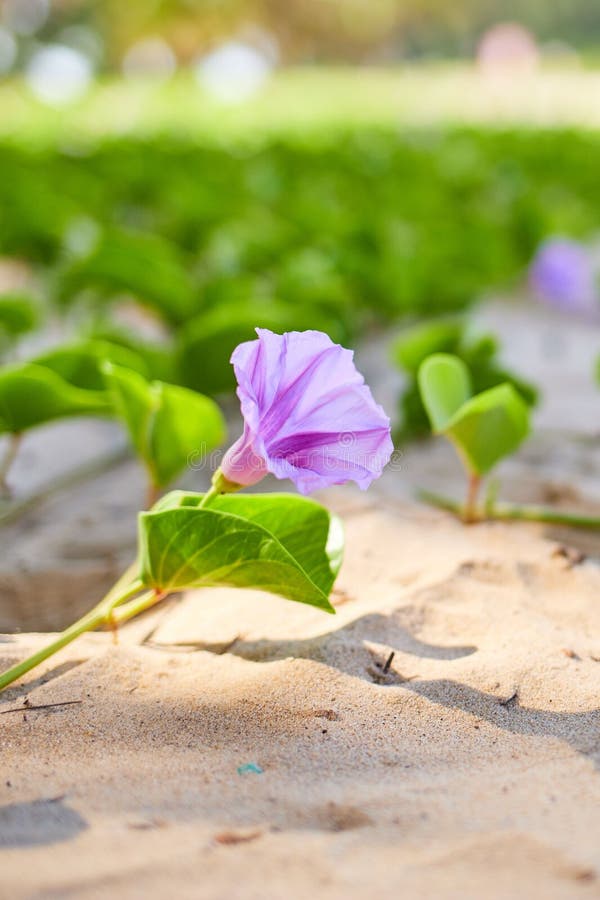 Close-up of an Ipomoea Pes-caprae Flower in the Sand Stock Image ...