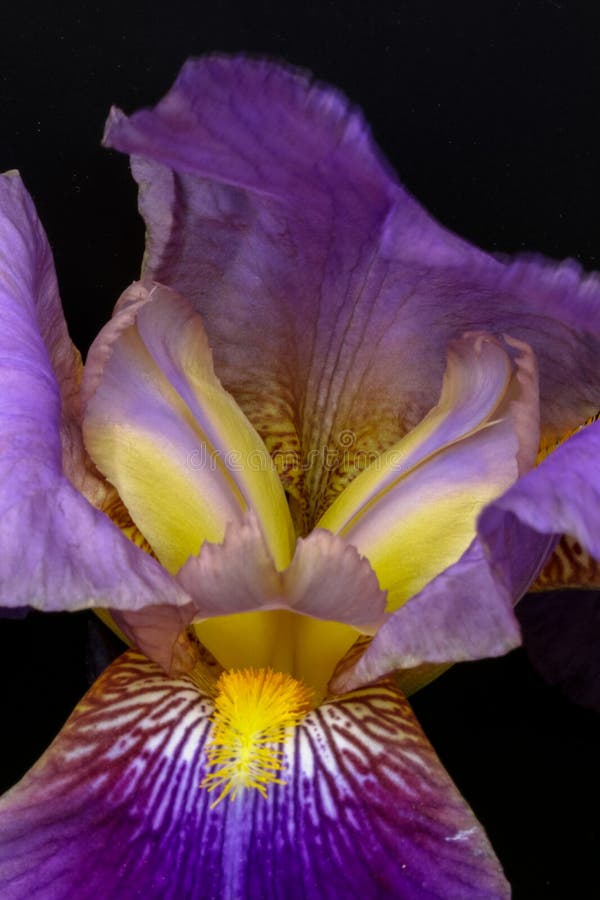 Iris bloom. stock photo. Image of purple, blue, beautiful - 188053312