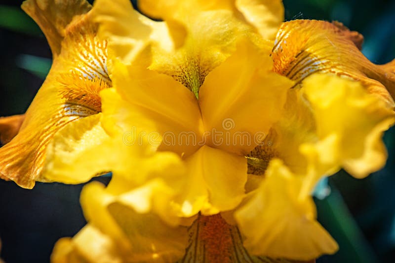 Close-up of an Iris Revealing Its Patterns, Textures, and Details Stock ...