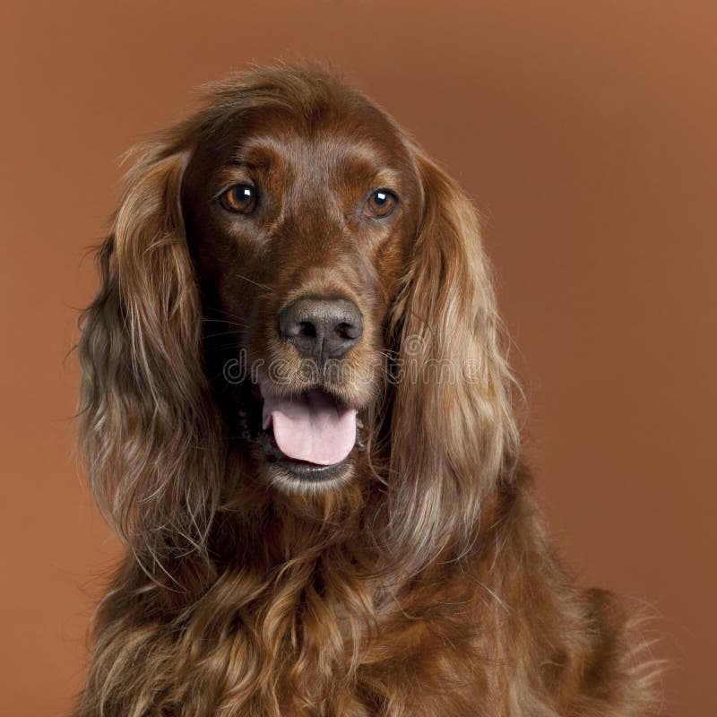 Close-up of Irish Setter, 5 Years Old Stock Image - Image of domestic ...