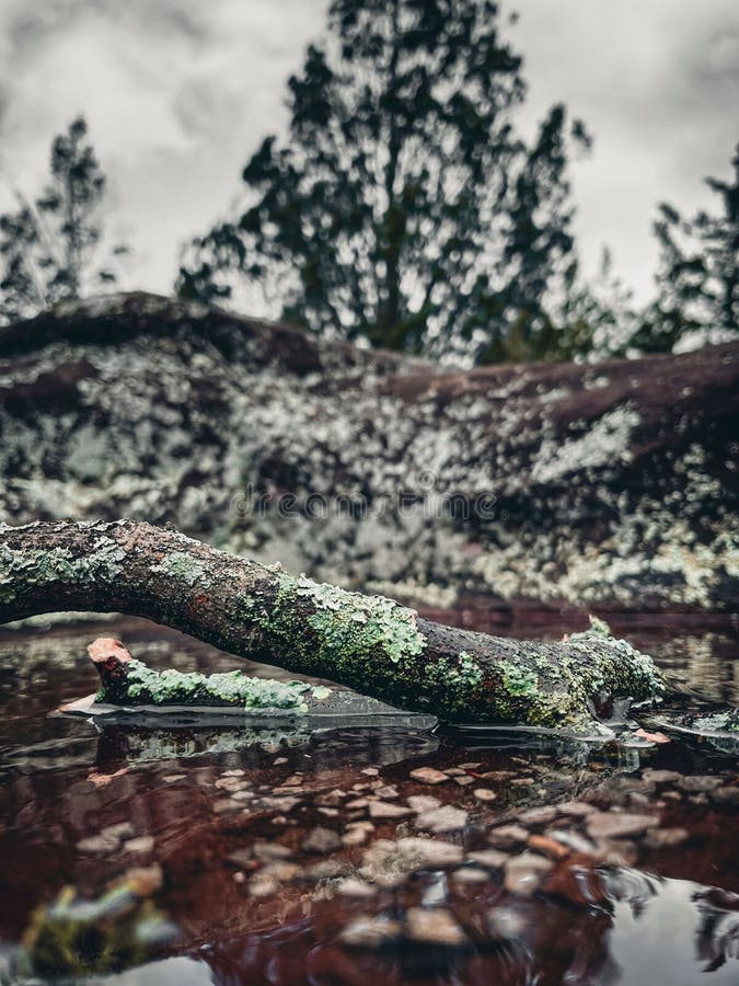 Close-up of an Isolated, Broken Tree Branch Extending from the Top of a ...