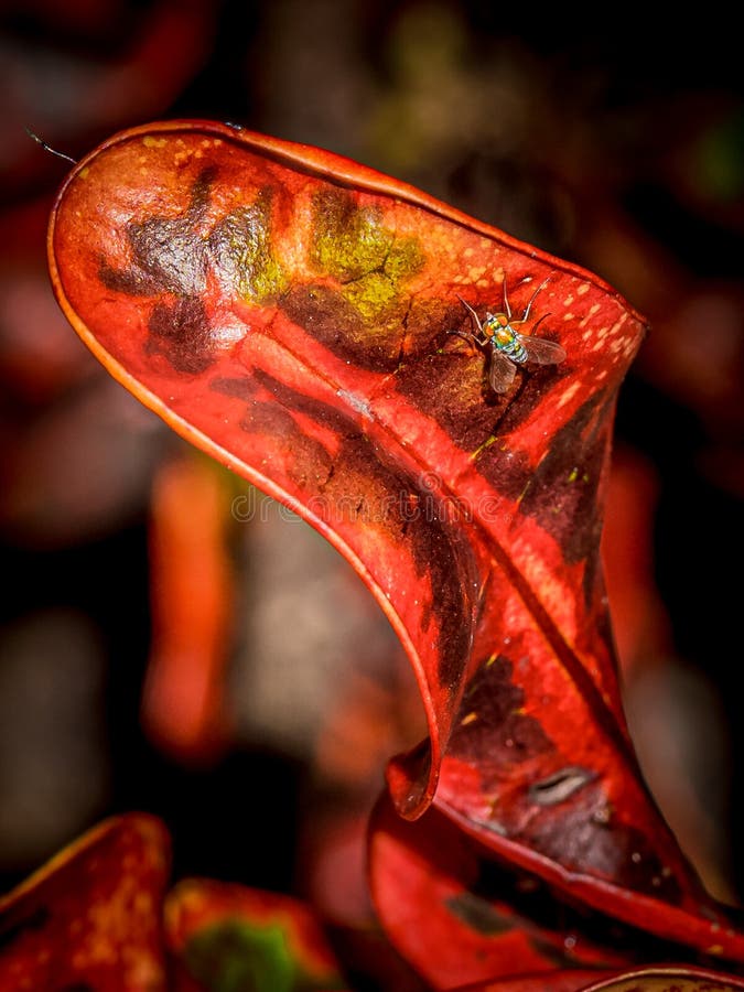 Tiny Long-Legged Fly in the Garden Stock Photo - Image of botany, leaf ...