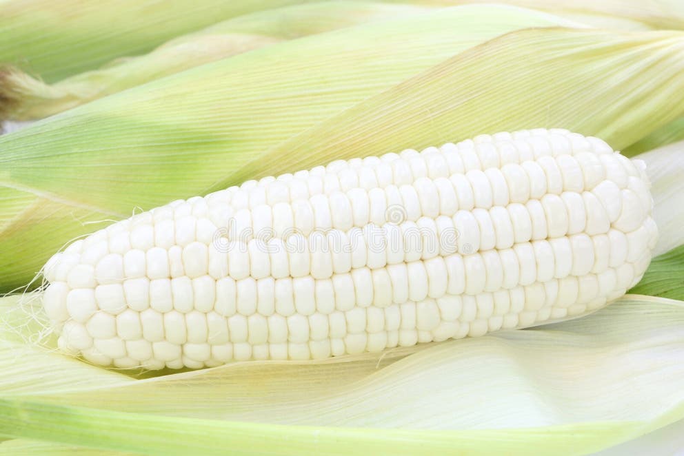 Close Up Isolated Raw Fresh White Corn Stock Photo - Image of detail ...