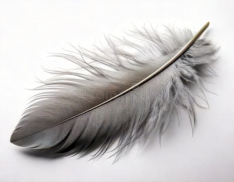 Close Up Isolated Silver Feather Stock Illustration - Illustration of ...