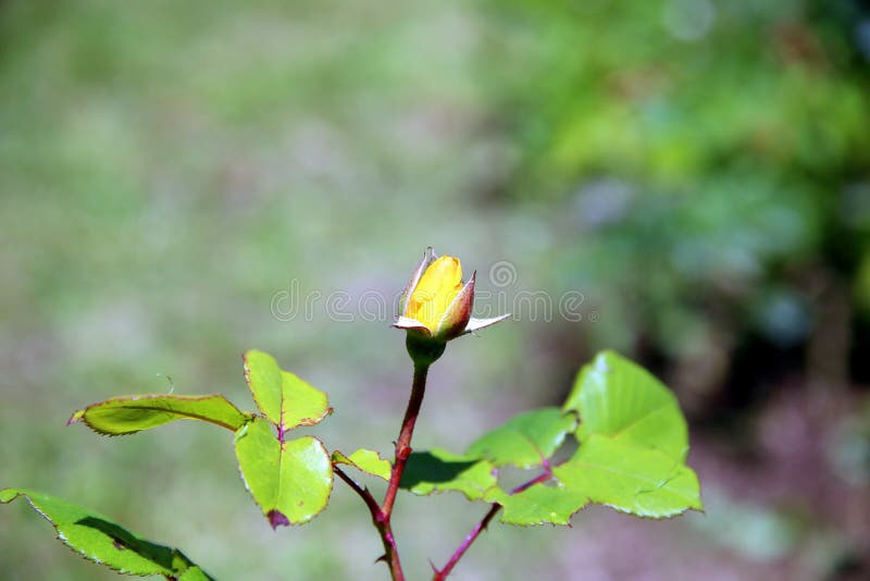 Close Up of an Isolated Yellow Rose Bud with Neutral Background Stock ...