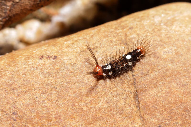 Itchy Caterpillars Stock Photos - Free & Royalty-Free Stock Photos from ...