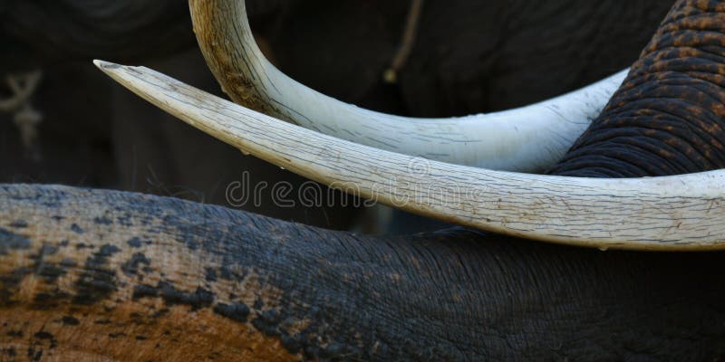 Close Up of Ivory Tusk of Asian Elephant Stock Image - Image of ...