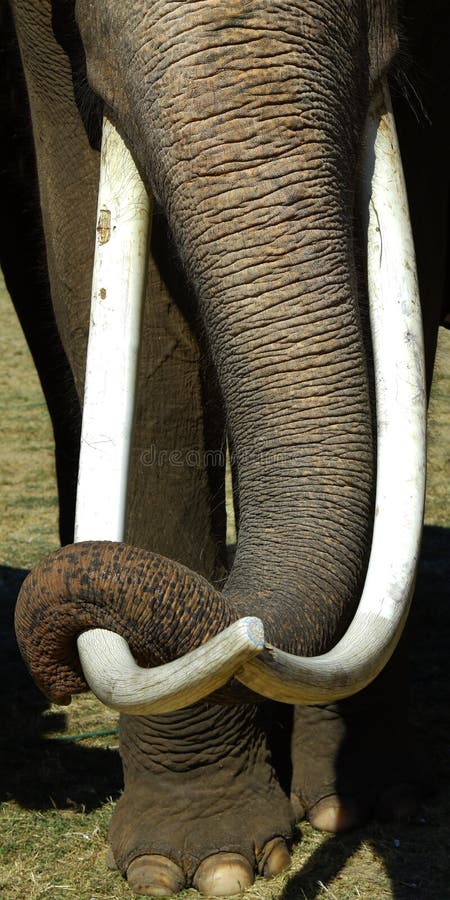 Close Up of Ivory Tusk of Asian Elephant Stock Photo - Image of eating ...