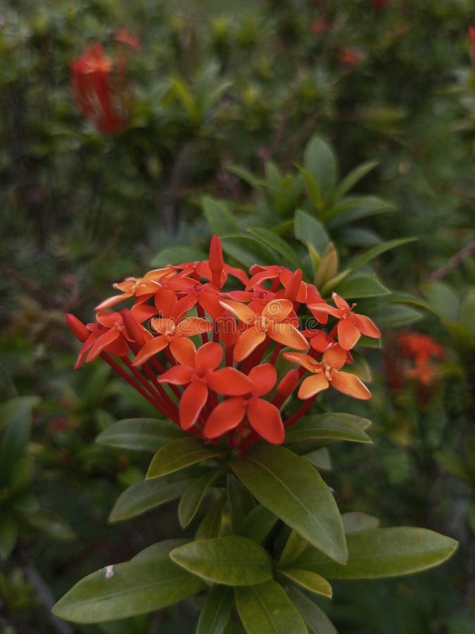 Close Up of Ixora Chinensis Flower Stock Photo - Image of ixora, close ...