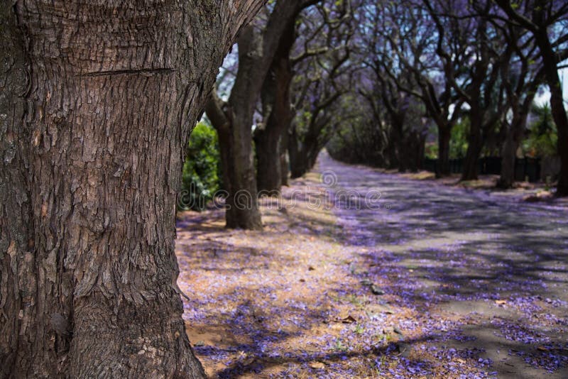 Jacaranda Flowers On The Ground Stock Image - Image of bloom ...