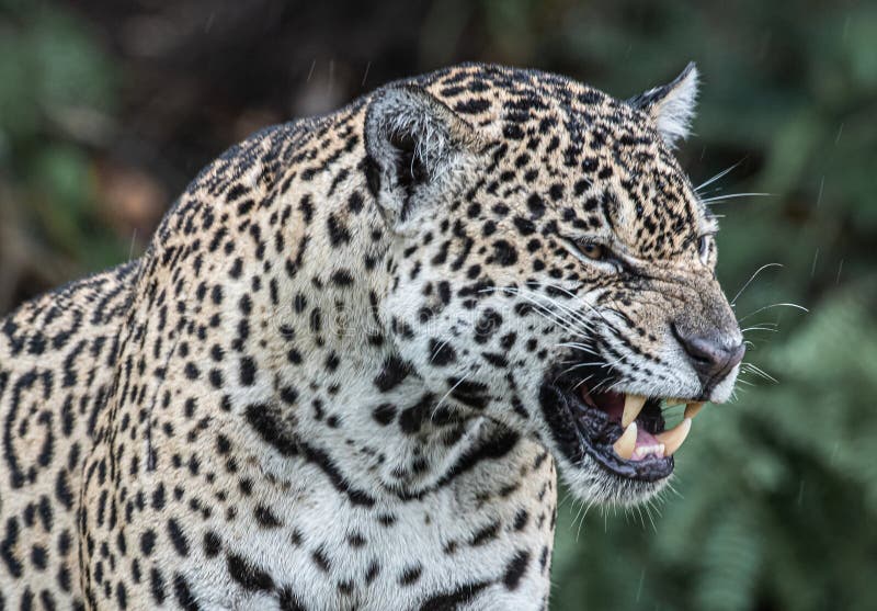 Close-up of a Jaguar with Its Mouth Open Stock Image - Image of ...