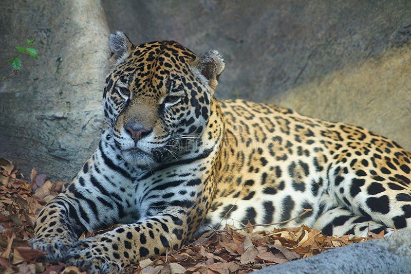 Close-up of Jaguar, Mazatlan, Mexico Stock Image - Image of feline ...