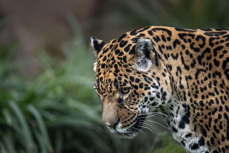 Close-up of a Jaguar Prowling through Lush Greenery Stock Image - Image ...