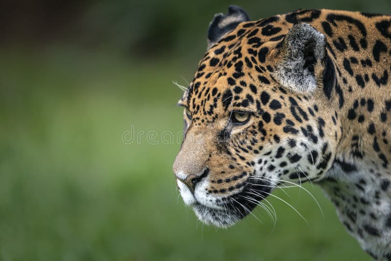 Close-up of a Jaguar Prowling through Lush Greenery Stock Photo - Image ...