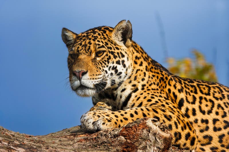 Jaguar Resting on a Tree Branch in Its Habitat. Stock Photo - Image of ...