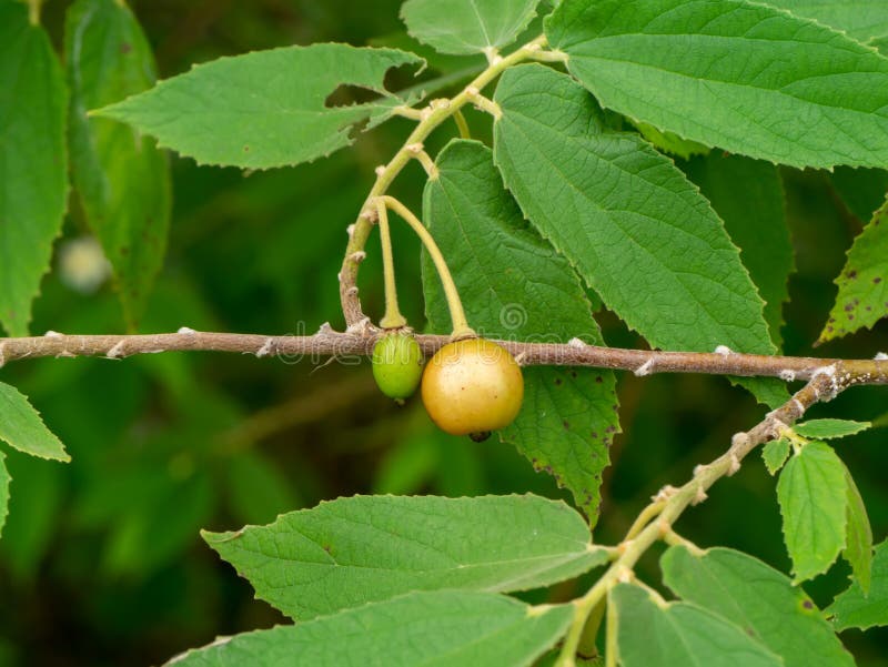 Close Up Jam Tree, Jamaican Cherry, Malayan Cherry, West Indian Cherry ...