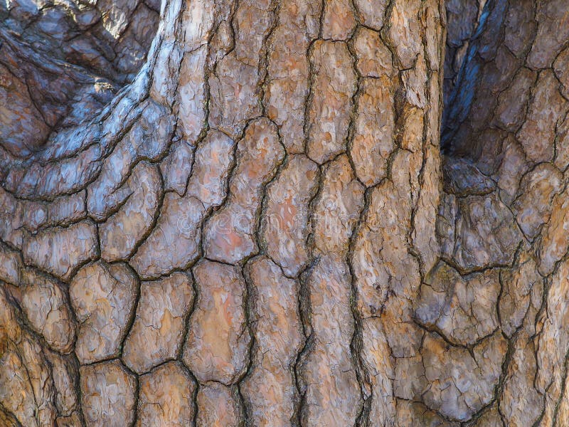 Close Up of Japanese Black Pine Tree Trunk and Limbs. Stock Photo ...