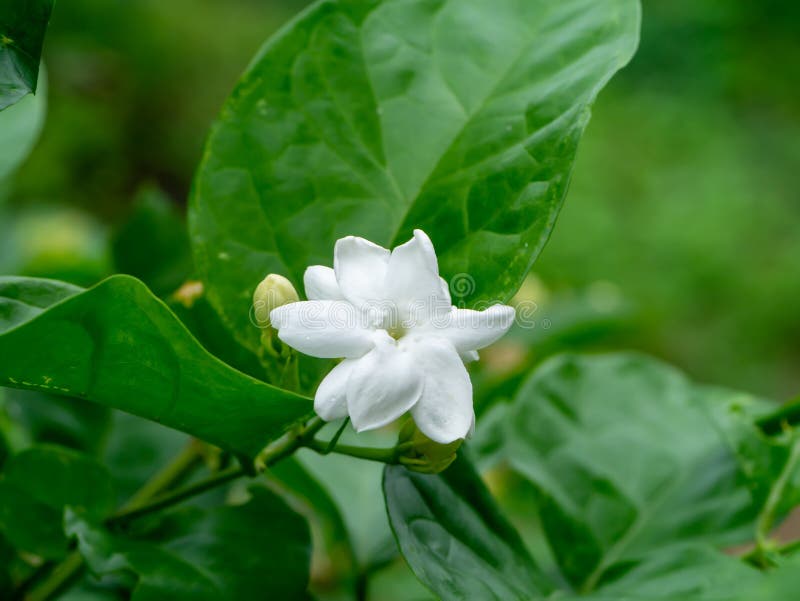 Close up of jasmine flower stock image. Image of leaf - 284637483