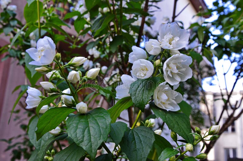 Close Up of Jasmine Flowers in a Garden Stock Photo - Image of beauty ...