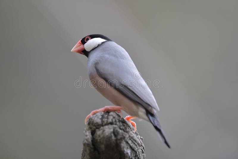 The Close Up of Java Sparrow Birds Perching on Branch Stock Photo ...