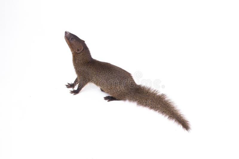 Javan Mongoose Stock Photos - Download 93 Royalty Free Photos