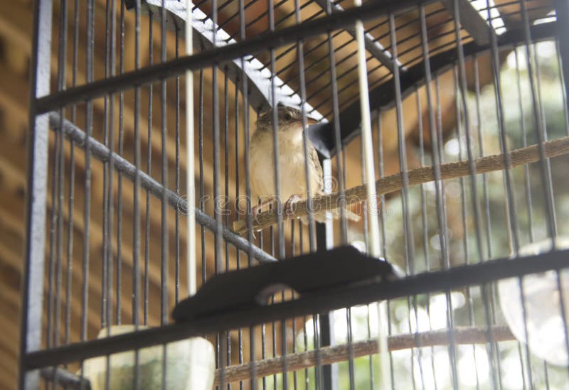 Perenjak Bird Stock Photos - Free & Royalty-Free Stock Photos from ...