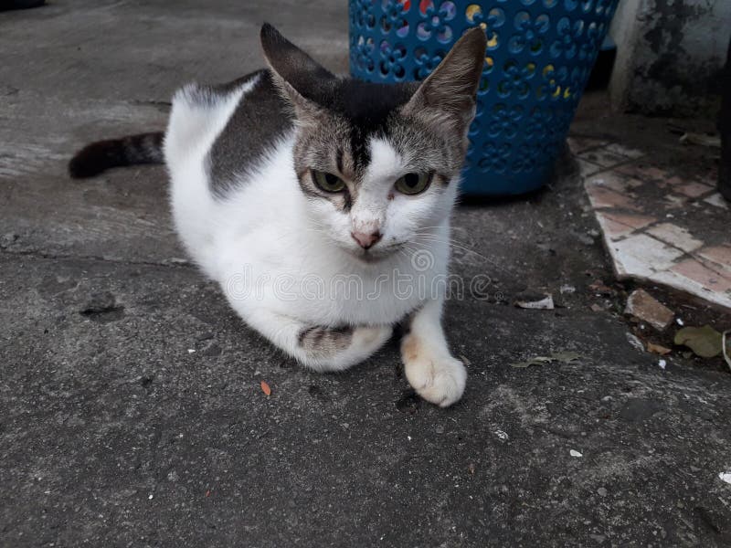 Close Up of a Javanese Cat with Grey and White Fur Stock Image - Image ...