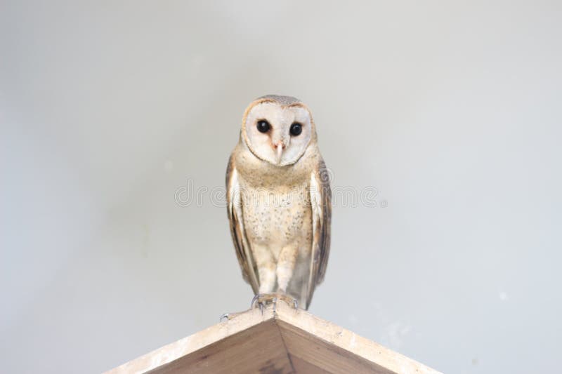 Close Up of Javanese Serak or Tyto Alba Bird Stock Photo - Image of ...
