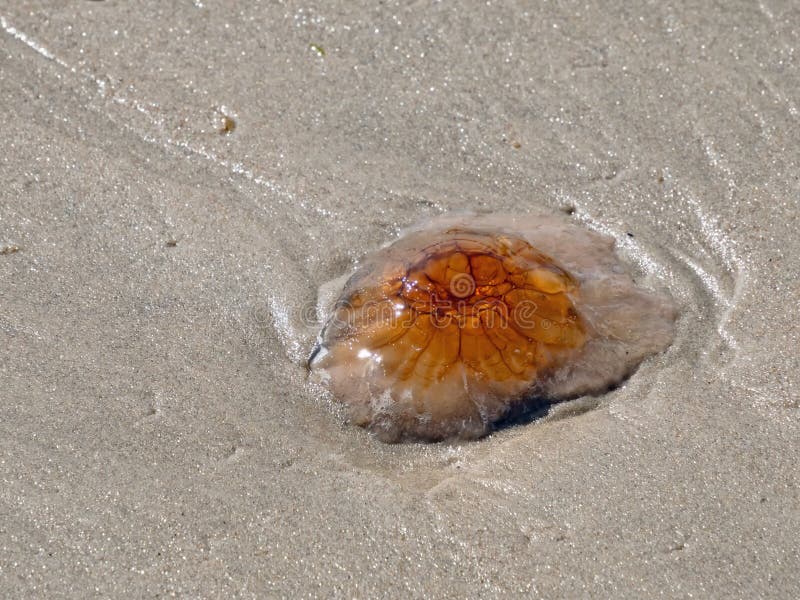 Close-up of a Jellyfish on a Sandy Beach at the North Sea in Denmark ...