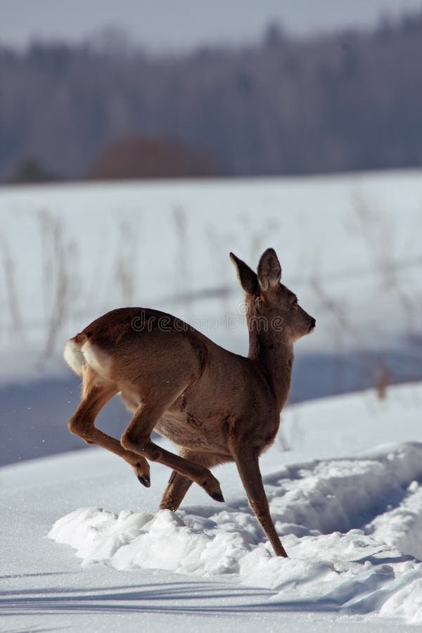 Close-up of Jumping Roe Deer Stock Photo - Image of capreolus ...