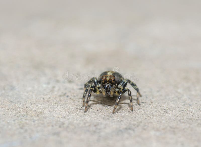 Jumping Spider, Sikkim, India Stock Image - Image of attractive, insect ...