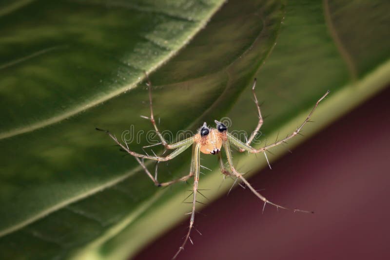 Closeup of Jumping Spider Mopsus Mormon Under Green Leaf Stock Image ...
