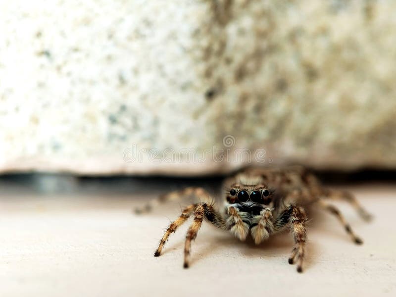 Close-up of a Jumping Spider on a Textured Wall Surface. Stock Image ...