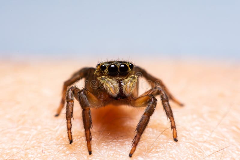 Close Up Jumping Spiders on the Hand Stock Image - Image of hand, brown ...