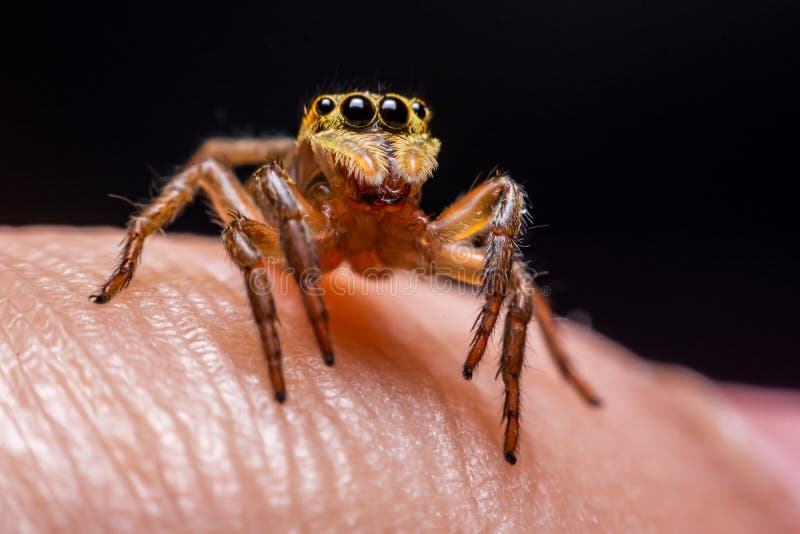 181 Jumping Spider Hand Stock Photos - Free & Royalty-Free Stock Photos ...