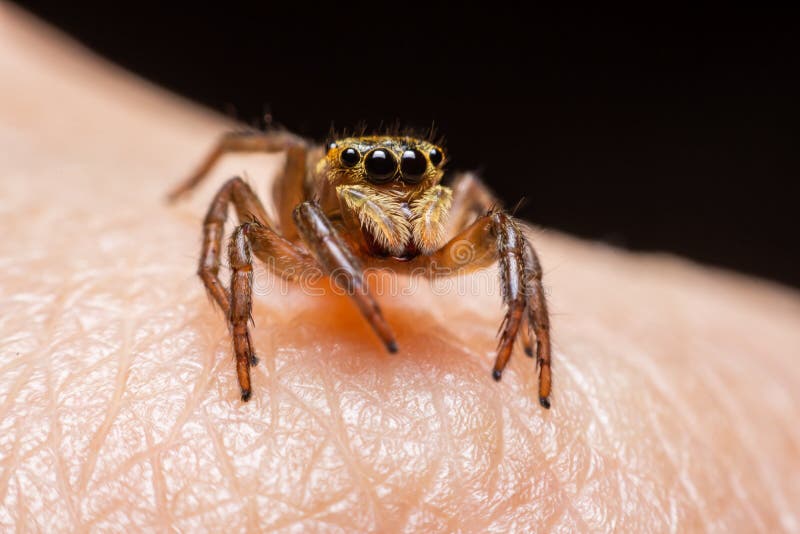 Close Up Jumping Spiders on the Hand Stock Image - Image of micro ...