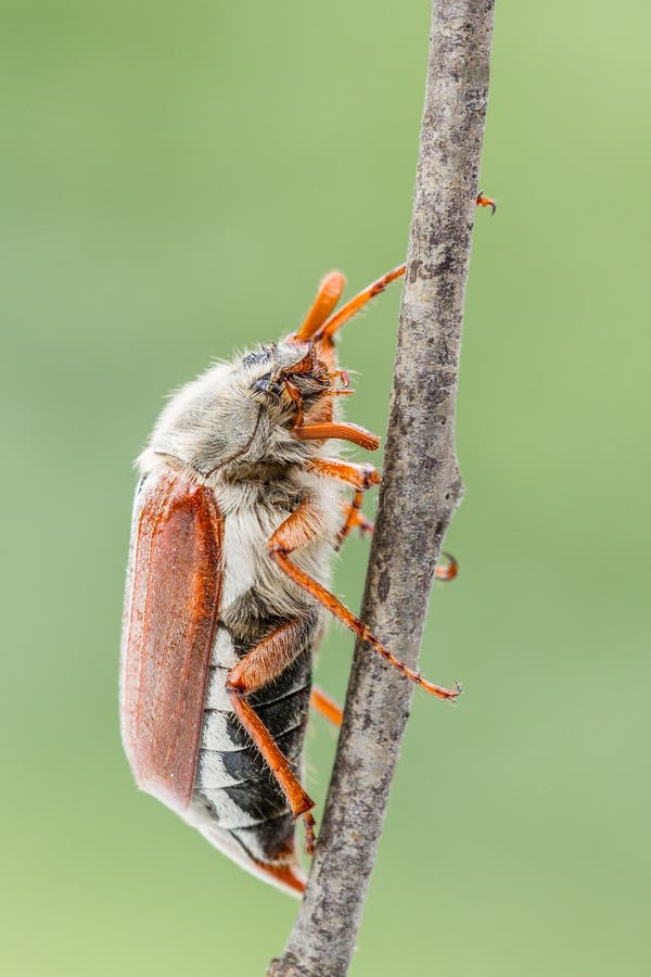 Close up of a Junebug stock photo. Image of plant, hair - 71739386