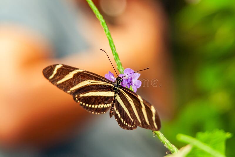 Close Up from Young Butterfly Over a Bloom Stock Image - Image of ...