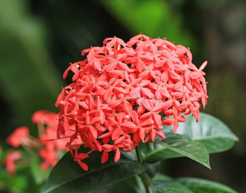 Jungle Geranium (Ixora Coccinea). Close-up. Stock Image - Image of ...